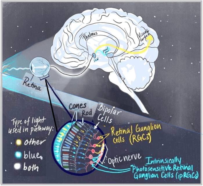 MBTI: E vs. I Brains – OVERVIEW | HEAL & GROW for ACoAs