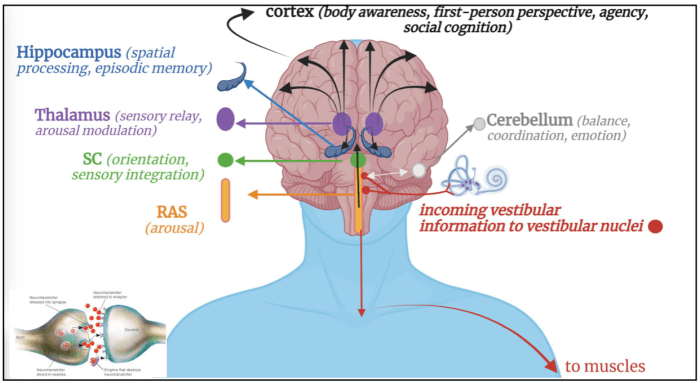 NEURO-PLASTICITY : Retraining the BRAIN | HEAL & GROW for ACoAs